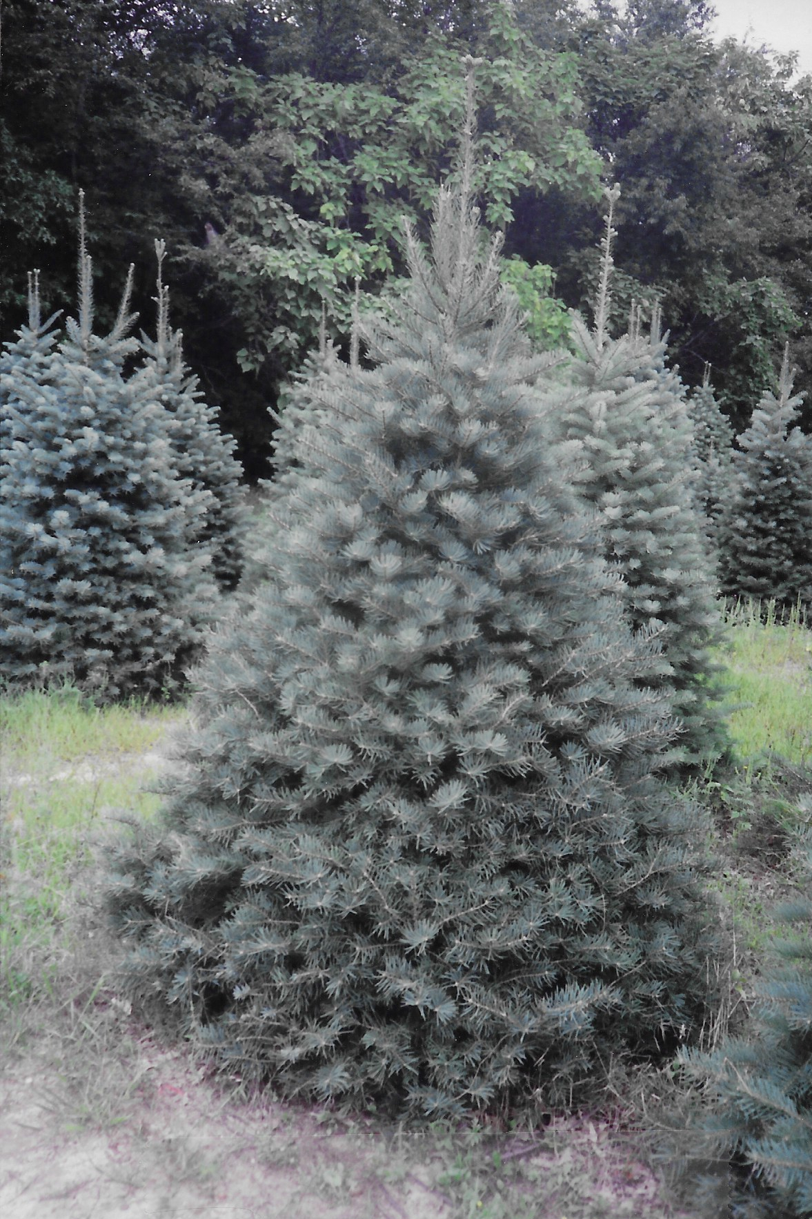 Concolor Fir – Mott Farms