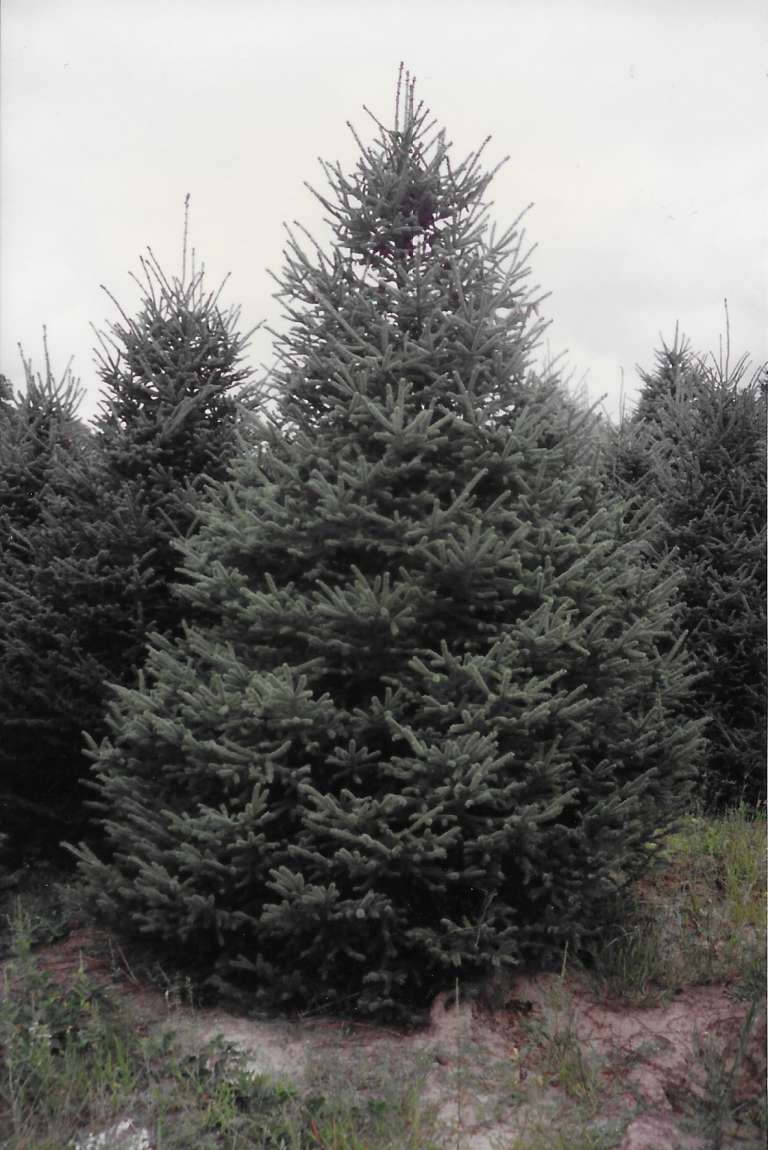 White Spruce – Mott Farms